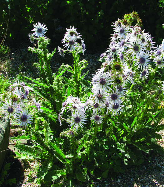 Decoding Planting Zones: USA Hardiness Map - Grit